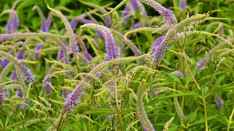 Culver's Root - Herbal Health Review
