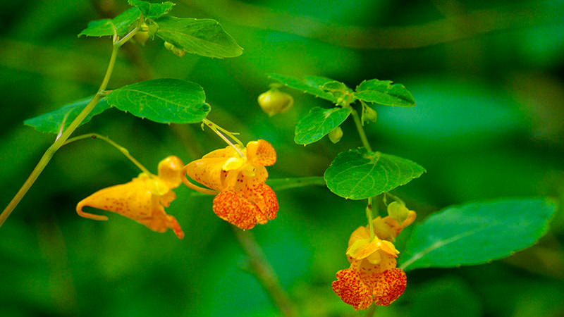 Jewel Weed - Herbal Health Review