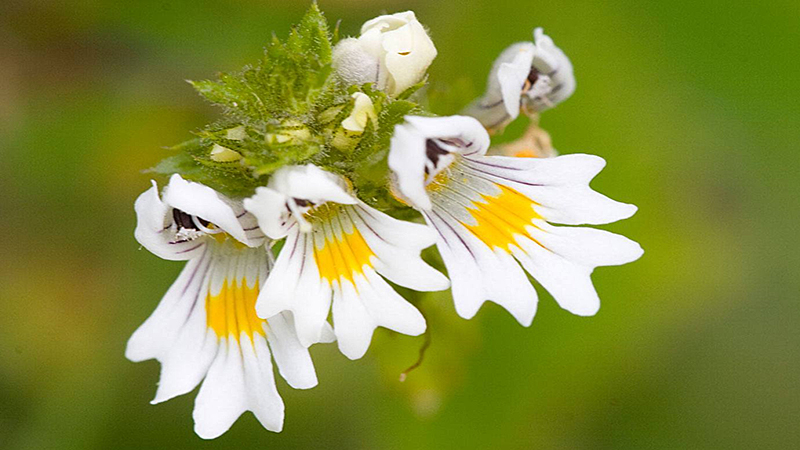 Eyebright Leaf - Herbal Health Review