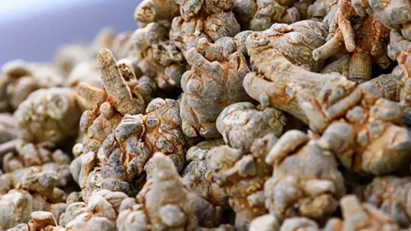 Ginseng Root - Tienchi - Herbal Health Review